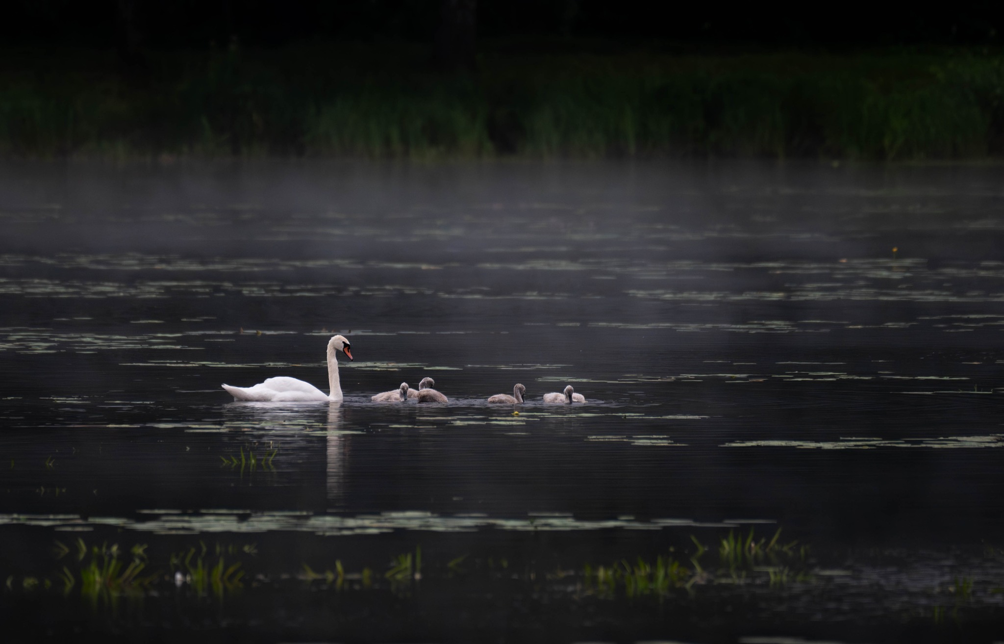 ZZK Birds – Exclusive Birds-Inspired Apparel & Accessories